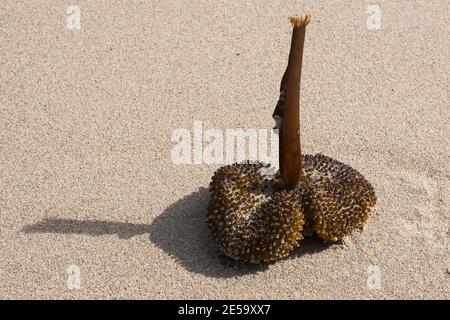 Furbelows kelp (Saccorhiza polyschides) at Sennen Cove, Whitesand Bay ...