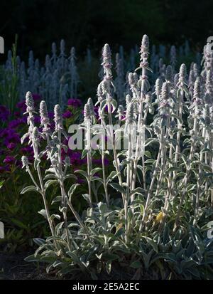 Flower Stachys byzantina grows in the garden Stock Photo - Alamy