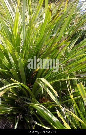 Astelia fragrans bush lily bush flax kakaha green leaves foliage ...