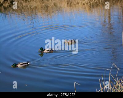 White and grey ducks with orange beak next to a waterfall Stock Photo ...