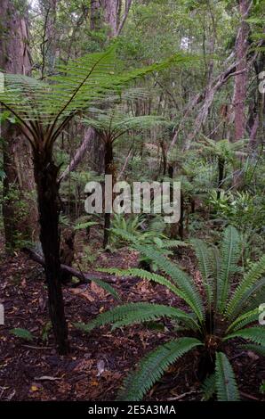 Fronds of crown fern Lomaria discolor. Ulva Island. Rakiura National ...