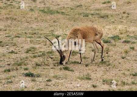 chiru, Tibetan antelope (Pantholops hodgsonii), walking in wasteland ...