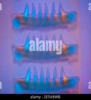 Palate of whelk (radula) cross polarized illumination, photomicrograph ...