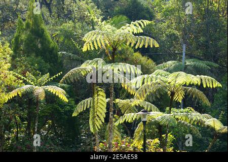 Blue Tree Fern (Cyathea contaminans), Cyatheaceae Stock Photo - Alamy