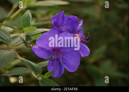 Primary rainforest, eastern Sabah, Borneo, Malaysia Stock Photo - Alamy