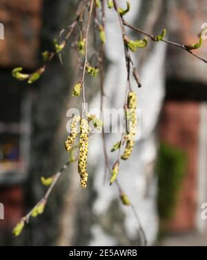 Birch tree catkin twig, betula pendula ament stem macro closeup detail ...