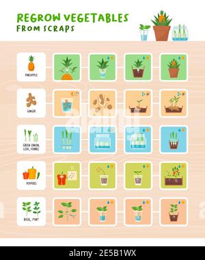 Regrow vegetables from scraps infographic: home gardening, zero waste ...