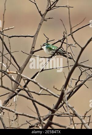 Diederik Cuckoo, South Africa Stock Photo - Alamy
