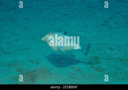 Tetrosomus gibbosus, camel cowfish, thornbacked boxfish, Pyramiden ...