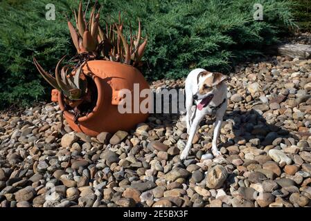 puppy posing for a great photo Stock Photo - Alamy