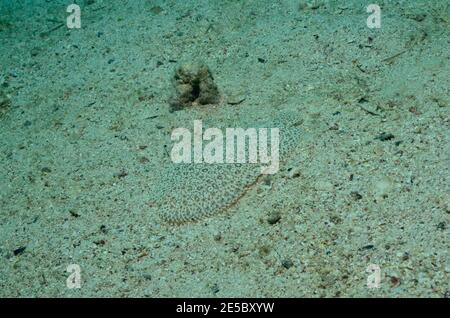 Pardachirus marmoratus, red sea moses sole, speckled sole, finless sole ...