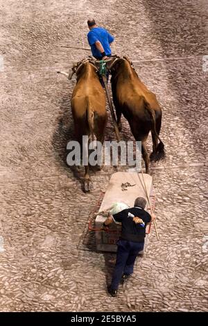 oxen dragging stone Stock Photo - Alamy