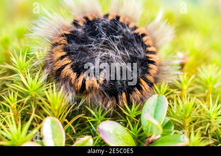 Processionary caterpillar brown furry on grey rock in spring in ...