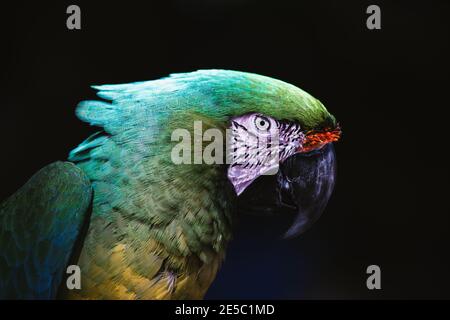 Green macaw exotic parrot without feathers, sick amazon rain forest ...