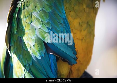 Green macaw exotic parrot without feathers, sick amazon rainforest bird ...
