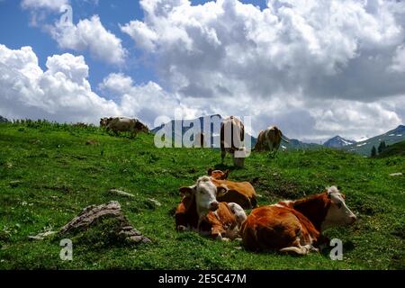 Cows in the mountains, detail of a wild animal, livestock and animal ...