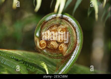 Rain forest plant. Cyathea contaminans, Tree Fern, Malaysian Tree Fern ...