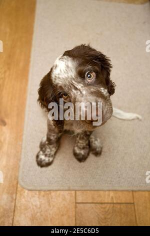 English cocker spaniel sitting down Stock Photo - Alamy