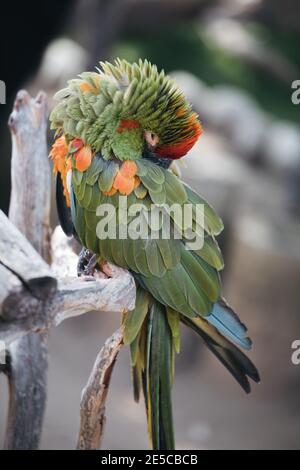 Green macaw exotic parrot without feathers, sick amazon rainforest bird ...