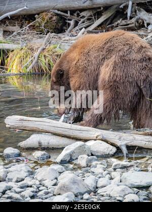 A closeup shot of a wet brown grizzly bear splashing around in a river ...