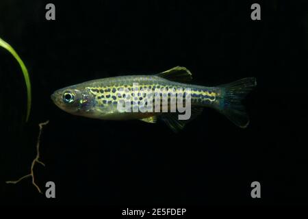 Leopard danios is a variant of Zebra Danio Stock Photo - Alamy