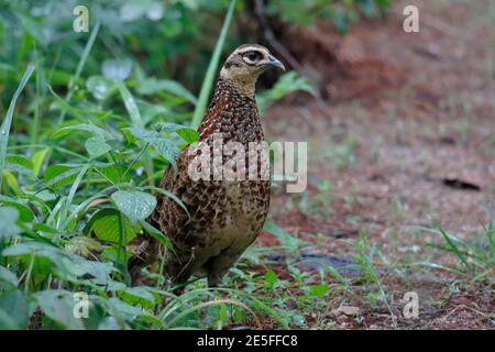 Reeve's Pheasant (syrmaticus reevesii) female Stock Photo - Alamy