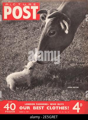 1949 Picture Post front cover Mercy Haystead Stock Photo - Alamy