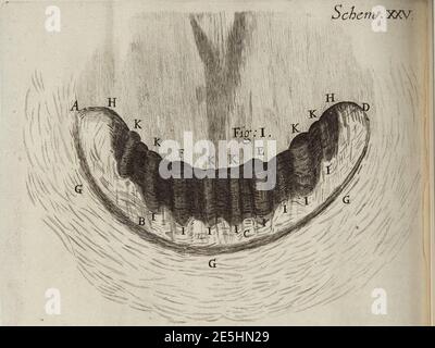Micrographia Schem 25 fig 3 Stock Photo - Alamy
