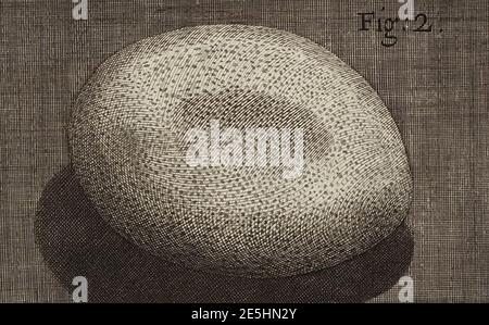 Micrographia Schem 25 fig 3 Stock Photo - Alamy