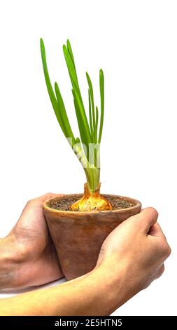 Spring shoots of green onions in the soil in the garden for vitamin ...