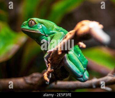 Giant Waxy Monkey Tree frog (Phyllomedusa bicolor), Berbice River ...