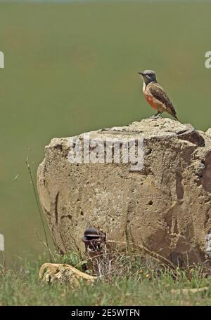 Ground Woodpecker (Geocolaptes olivaceus prometheus) juvenile standing ...