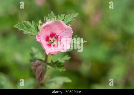 Close up of a Munros globemallow (sphaeralcea munroana) flower in bloom ...