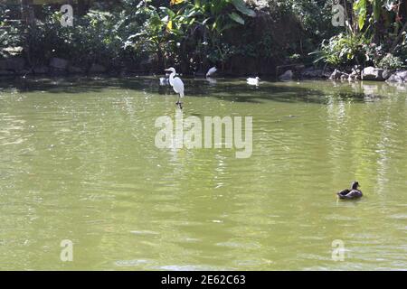 Horto Florestal Córrego Grande - Florianópolis SC Brazil Stock Photo ...