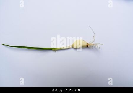 Fresh garlic pod sprouting and growing with leaf and root. Uprooting ...