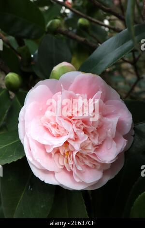Pale pink camellia japonica peony form flower and leaves in the corner ...