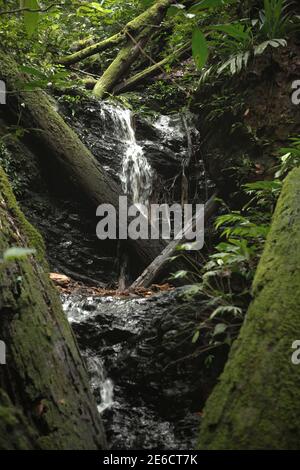 Small waterfalls on the bed of a narrow creek in the middle of ...