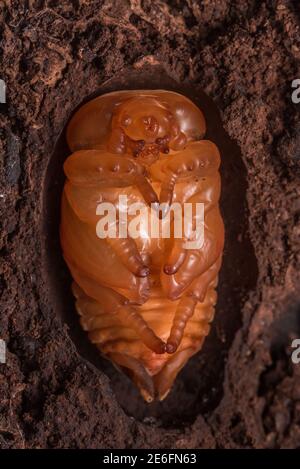 A beetle pupa undergoing metamorphosis, a large species in the ...