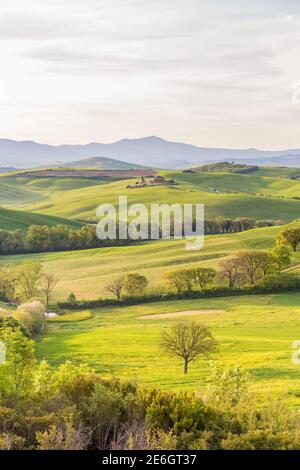 Cultivated agricultural fields with trees and shrubs blooming in spring ...