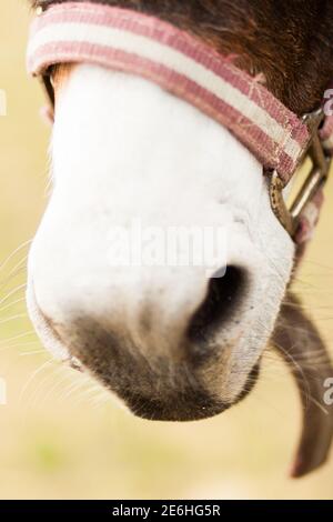 funny donkey nose closeup Stock Photo - Alamy
