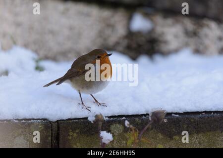 Robin puffed up against the cold perches by a snowy hillside in The ...