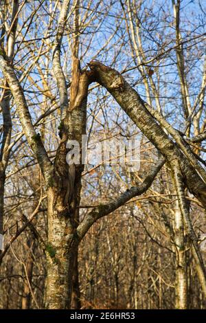 Tree damage caused by Grey Squirrels, Devon, UK Stock Photo - Alamy