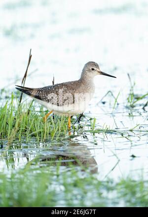 1st Winter Lesser Yellowlegs Stock Photo Alamy