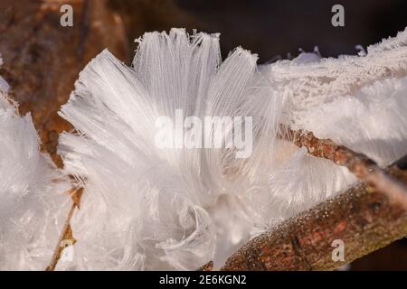 Hair ice or Frost beard in a winter forest, Ice hair on wood Stock ...