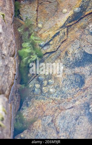 Seashells in a crack below the water surface of the North Sea at the ...