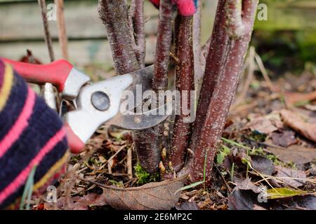 Ribes nigrum. Pruning a dormant blackcurrant bush with secateurs by ...