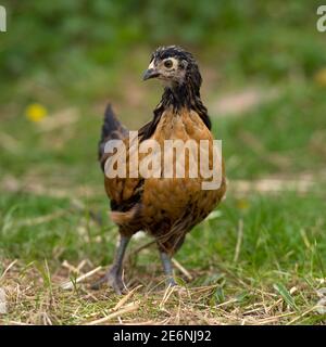 Vorwerk chicken, hen Stock Photo - Alamy