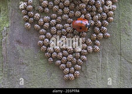 Ladybirds hibernating. Cluster of seven-spot ladybird beetles ...