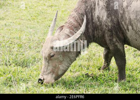 The Thai water Buffalo grazing female was heavily smeared with mud in ...