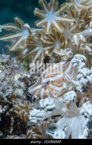 REEF Radial Leatherjacket Filefish file fish Acreichthys radiatus ...